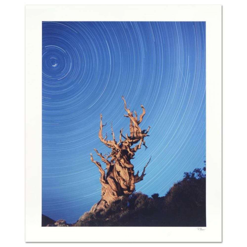 "Yoda Tree" LE 23x28 Single Exposure Photograph by Robert Sheer (PA ...