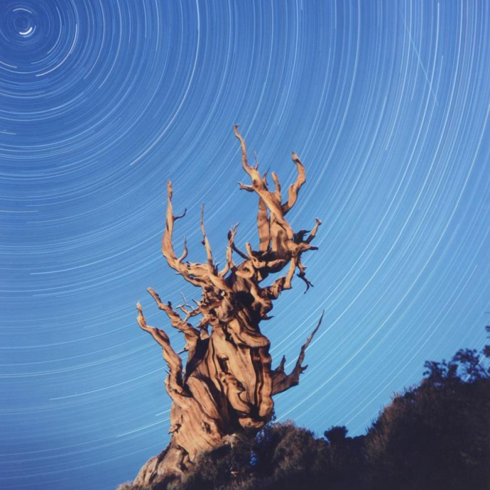 Robert Sheer Signed "Yoda Tree" Limited Edition 23x28 Single Exposure ...