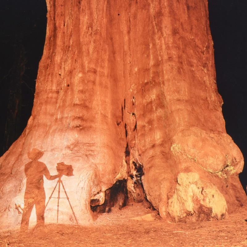 Robert Sheer Signed "Young Ansel at the Sequoias" Numbered LE 20x24 ...