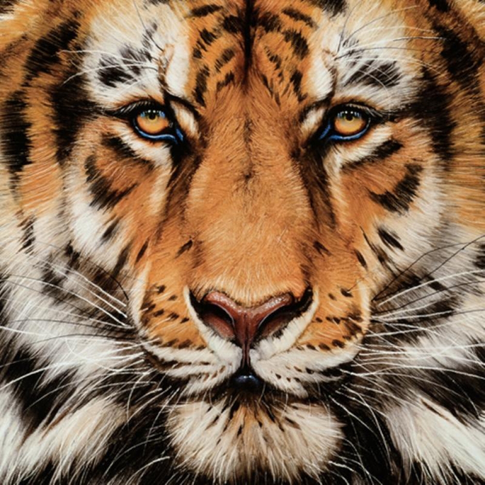 Martin Katon Signed "Terrific Tiger" Limited Edition 16x16 Giclee on ...
