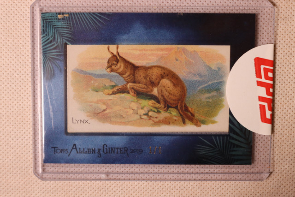 Reign of Cards Mystery Box - Series 29 | Pristine Auction