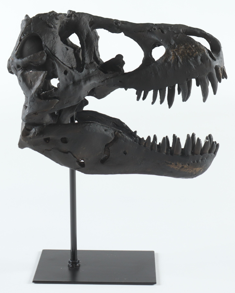 Replica Tyrannosaurus Rex Fossil Skull with Metal Stand Display ...