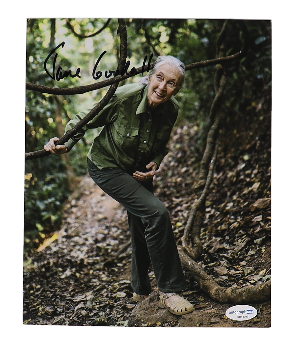 Jane Goodall Signed 8x10 Photo (AutographCOA) | Pristine Auction