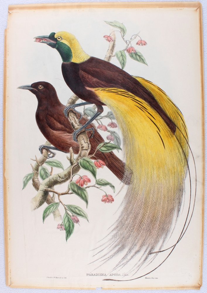 William Hart "Paradisea Apoda (Greater Bird-of-Paradise)" Vintage 16x22 ...